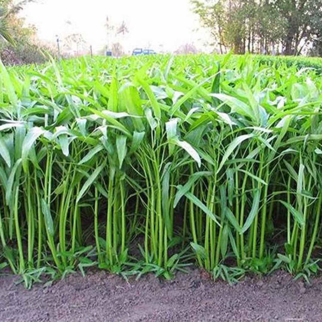 Water Spinach Thai Kankong Seeds Loose - CS Agro
